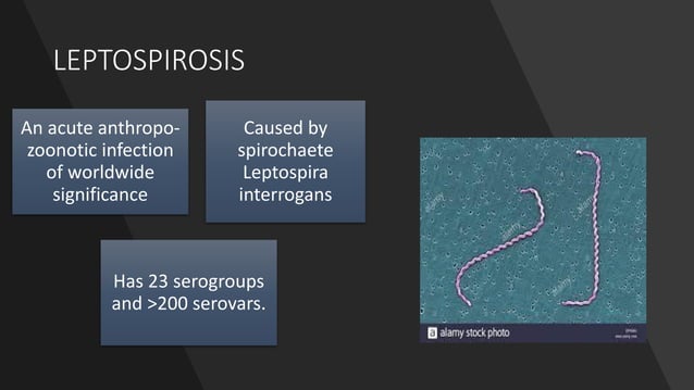 Leptospirosis prevention , Control | PDF | Infectious Diseases ...