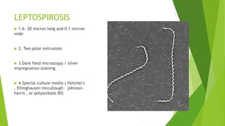 LEPTOSPIROSIS INFECTION IN CLINICAL ASPECT | PPTX