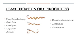 Leptospirosis- Dr.Ashna Ajimsha | PPT