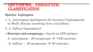 Leptospirosis- Dr.Ashna Ajimsha | PPT