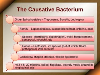LeptospirosisbyDrPreetShah.ppt