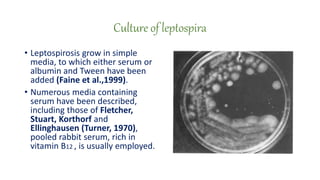 Leptospirosis by sk | PPTX