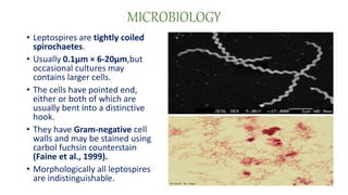 Leptospirosis by sk | PPTX