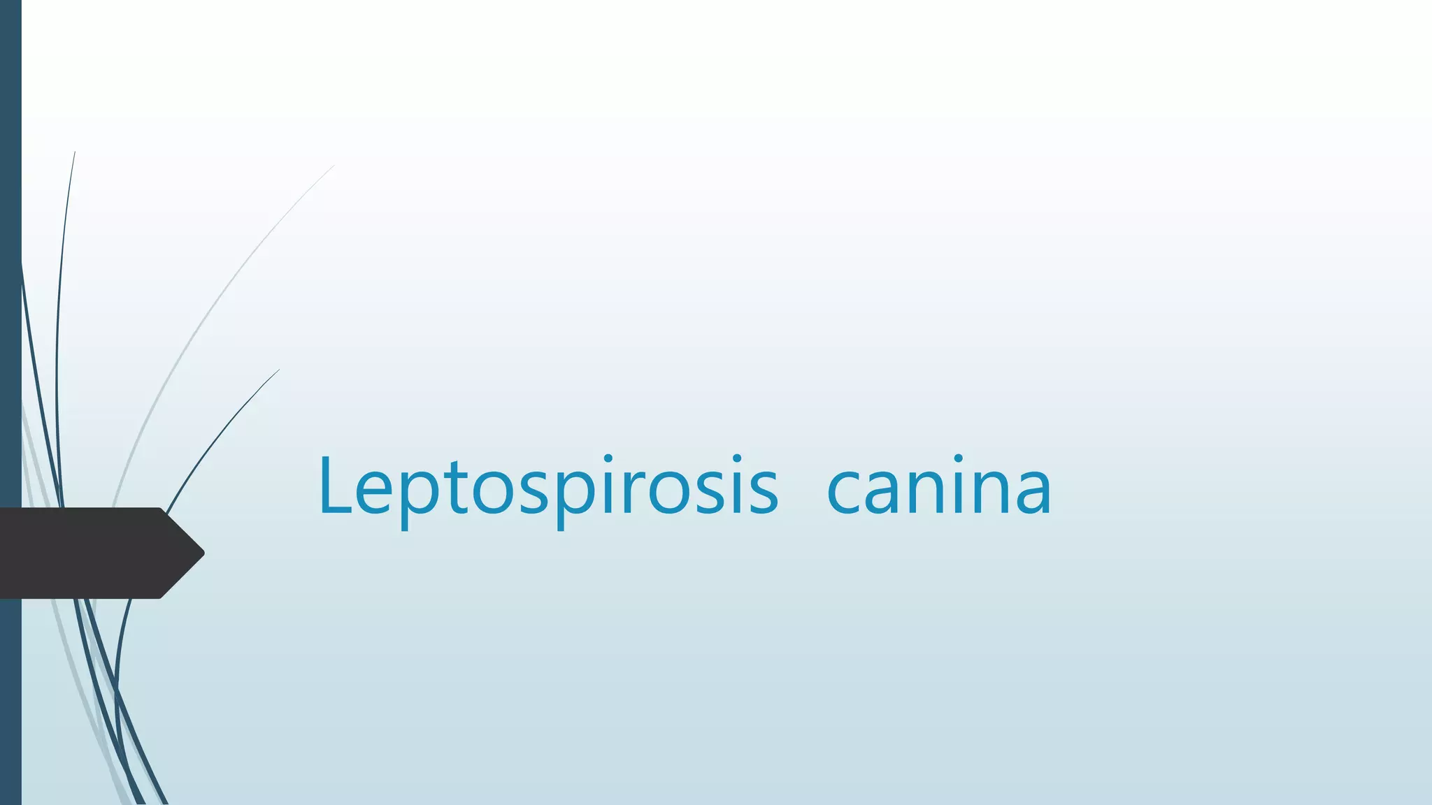 Leptospirosis canina | PPTX