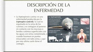 Leptospirosis canina | PDF