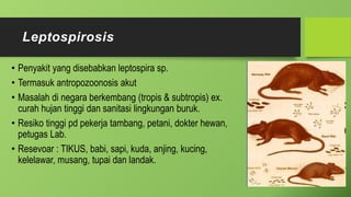 Leptospirosis dan Bovine Tuberculosis.pptx
