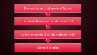 Leptospirosis : update on management | PPTX