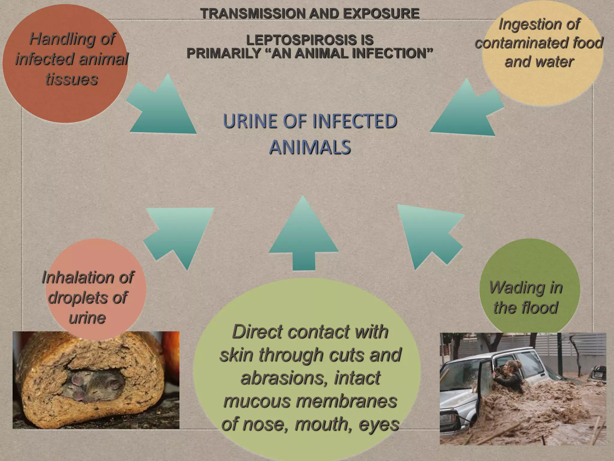 Leptospirosis IEC - Quezon City Health Department | PPT