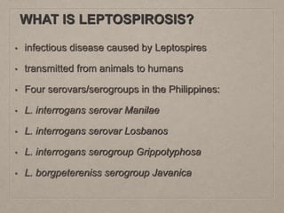 Leptospirosis IEC - Quezon City Health Department | PPT