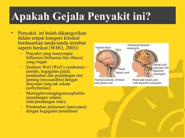 Penyakit Kencing Tikus | PPT