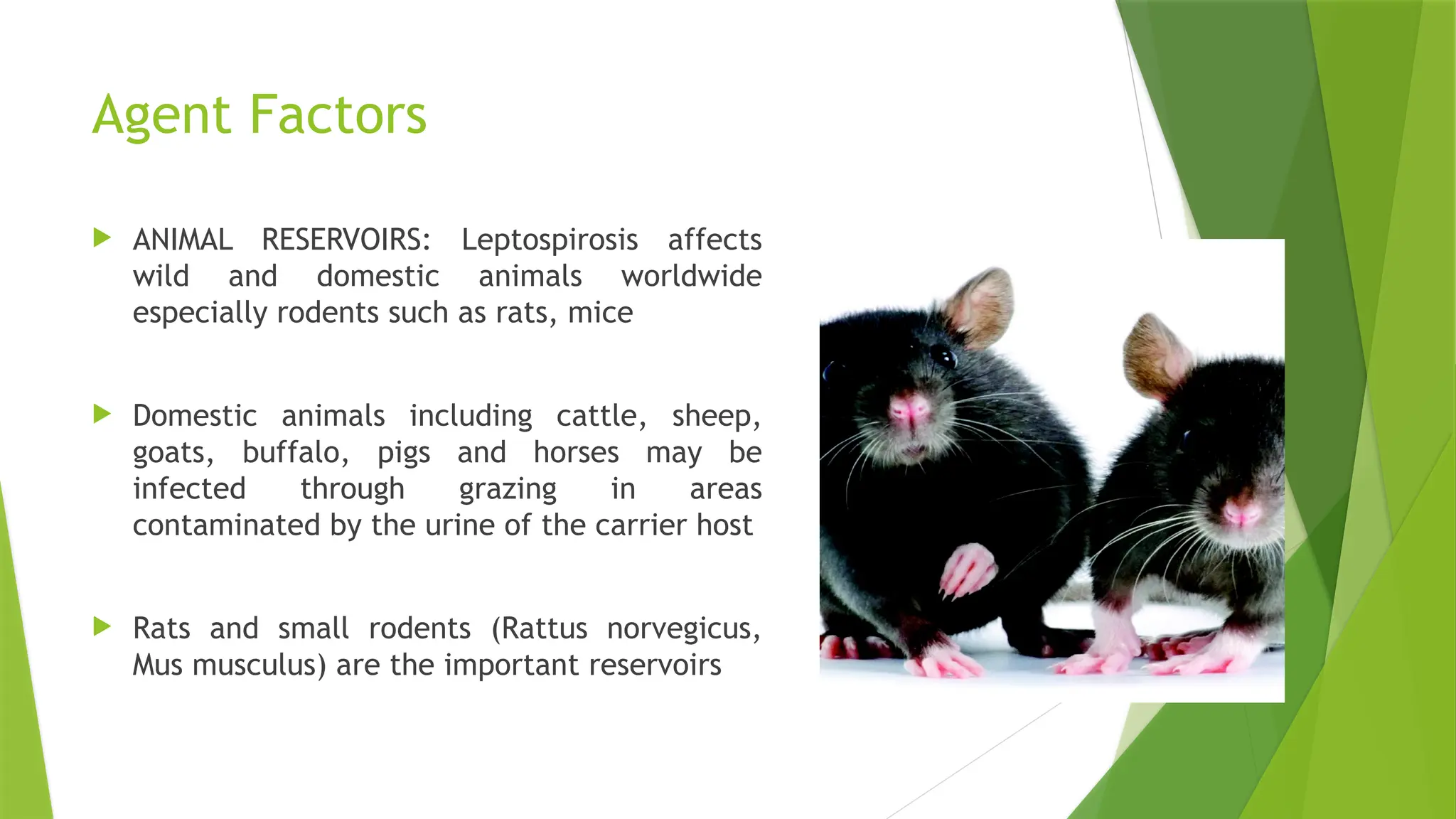 Epidemiology and Management of Leptospirosis.pptx