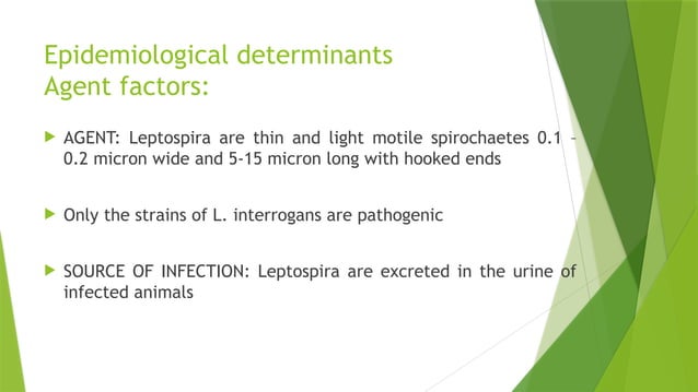 Epidemiology and Management of Leptospirosis.pptx
