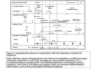 Leptospirosis notes IM full notes with clinical | PPT