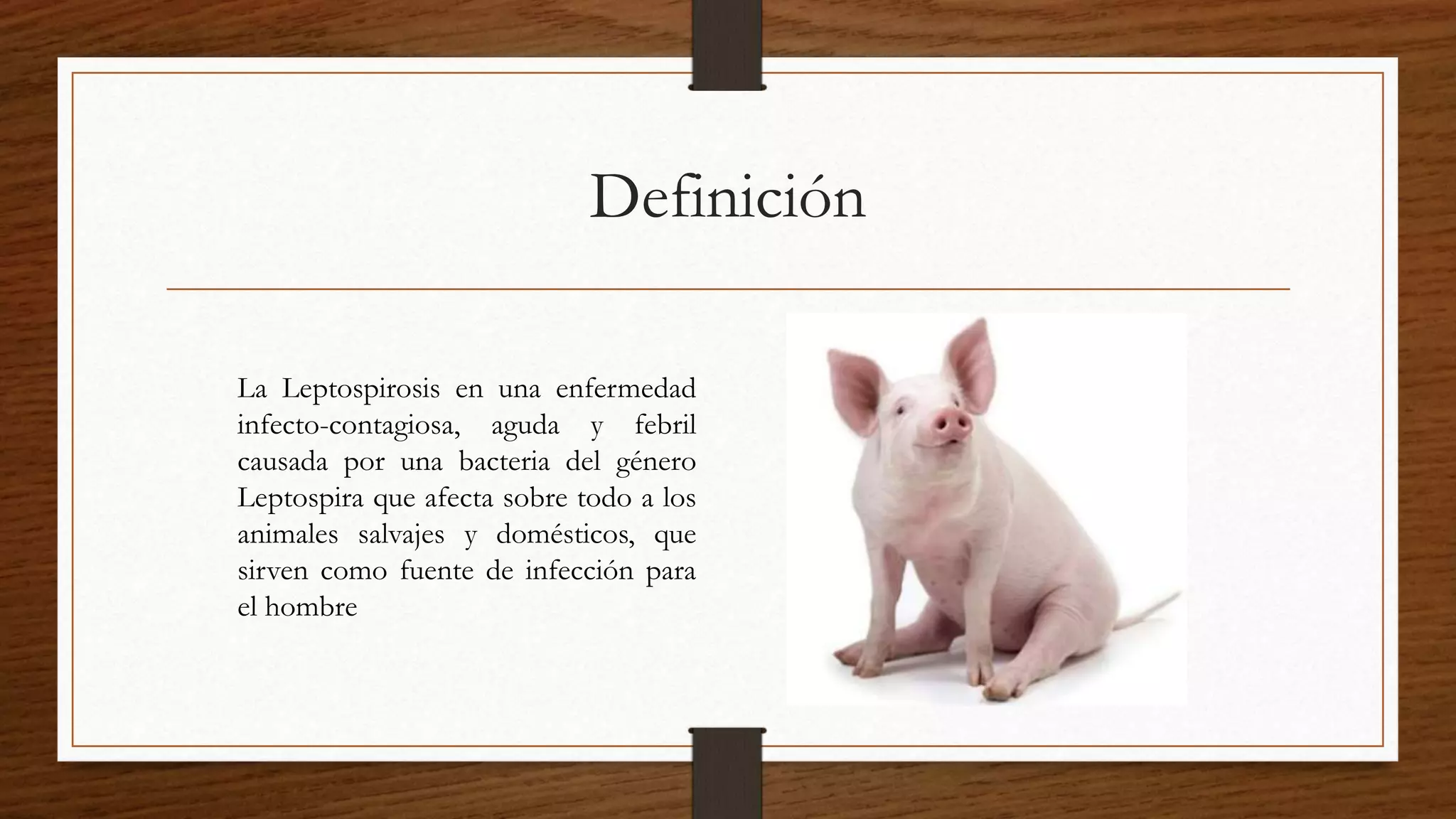 Leptospirosis porcina | PPTX