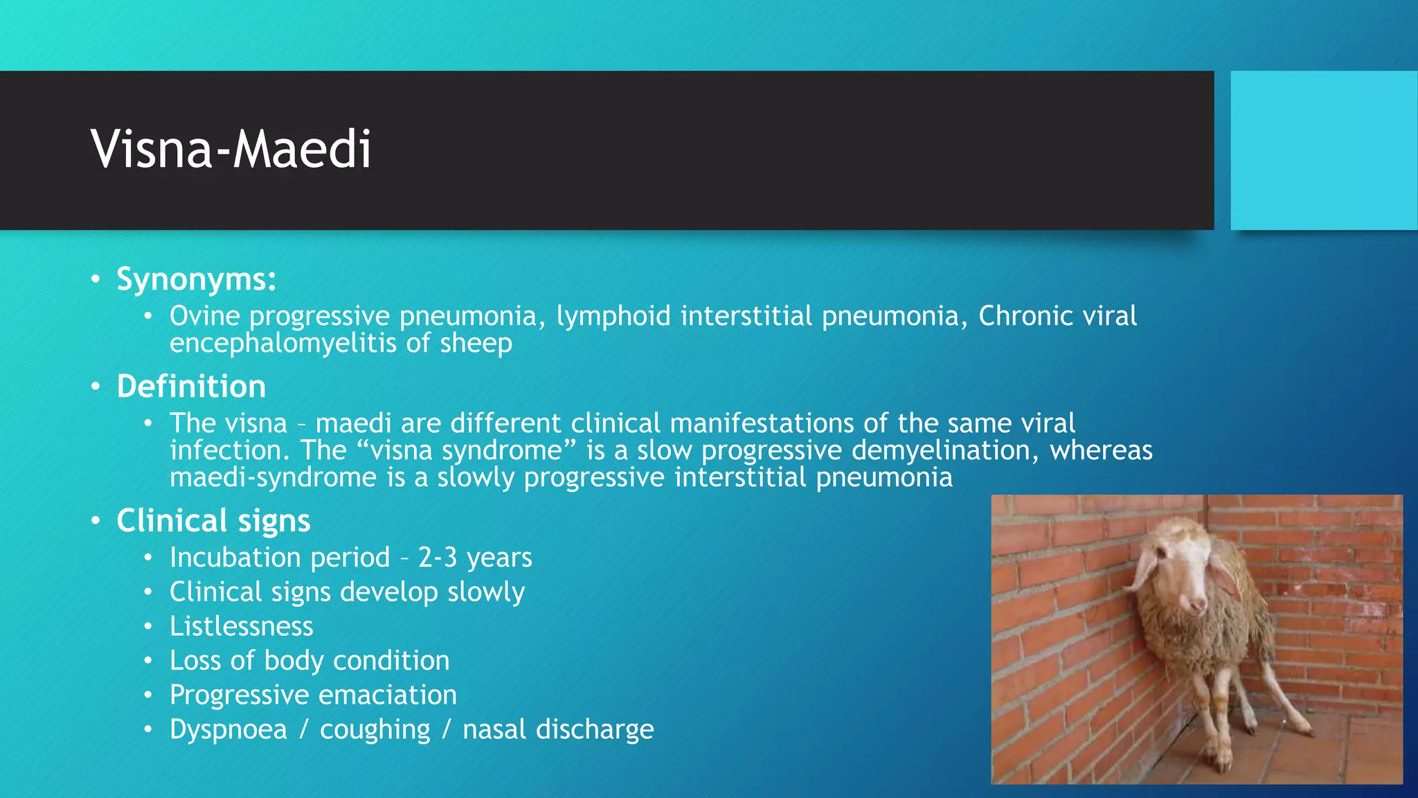 Diseases of Sheep | PPTX