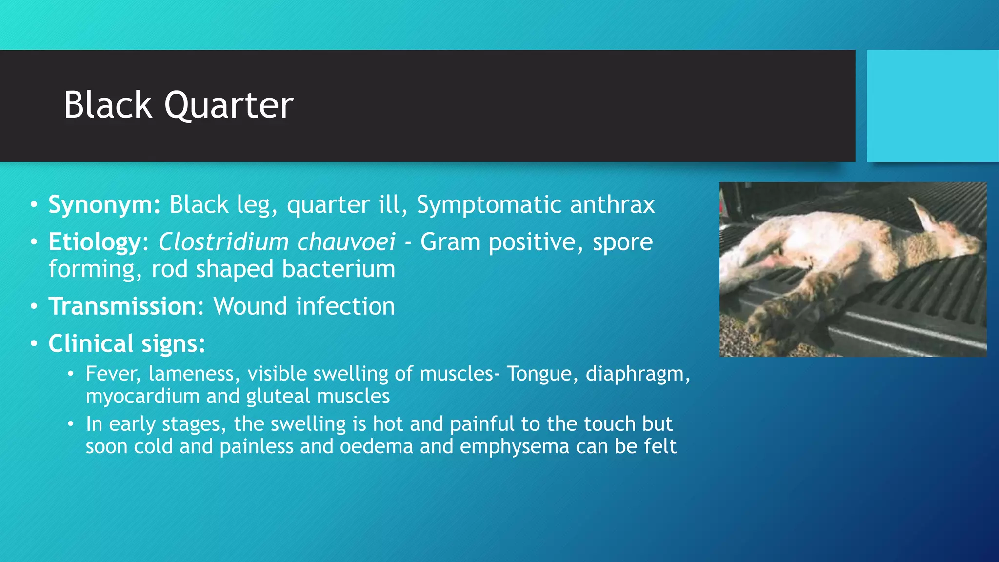 Diseases of Sheep | PPTX | Infectious Diseases | Diseases and Conditions