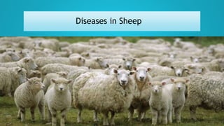Diseases of Sheep | PPTX