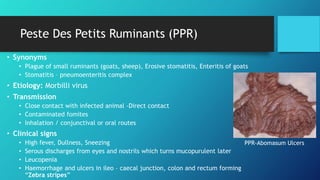 Diseases of Sheep | PPTX | Infectious Diseases | Diseases and Conditions