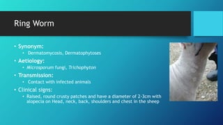 Diseases of Sheep | PPTX