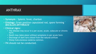 Diseases of Sheep | PPTX | Infectious Diseases | Diseases and Conditions