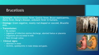 Diseases of Sheep | PPTX | Infectious Diseases | Diseases and Conditions