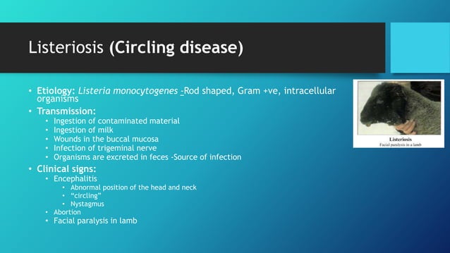 Diseases of Sheep | PPTX | Infectious Diseases | Diseases and Conditions