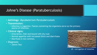 Diseases of Sheep | PPTX