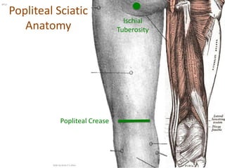 Popliteal Nerve Block Distribution