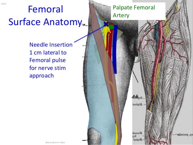 A Anatomy Of Femoral Vein B Surface Markings Of Femoral Vein | Images ...