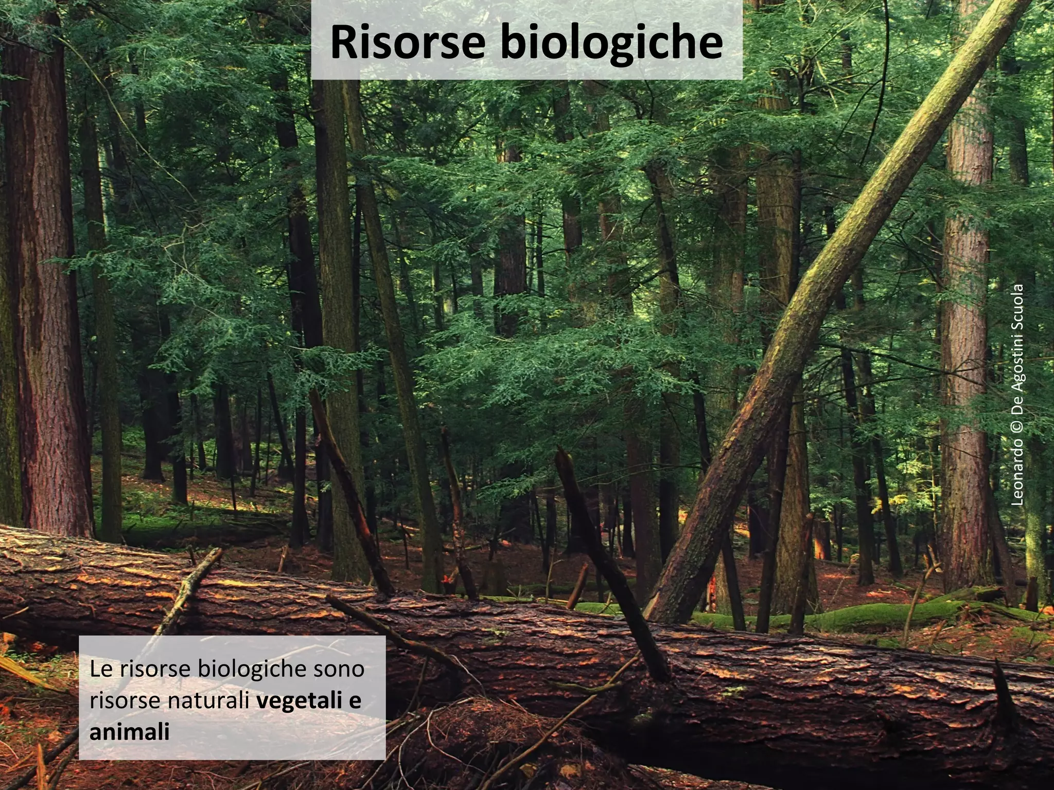 Le risorse e i materiali | PPT | Geology | Science