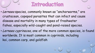 Lernaea | PPTX