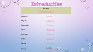 Lernaea | PPTX