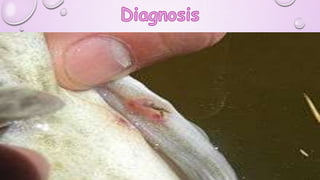 Lernaea | PPTX | Infectious Diseases | Diseases and Conditions