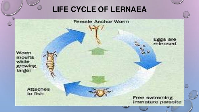 Lernaea