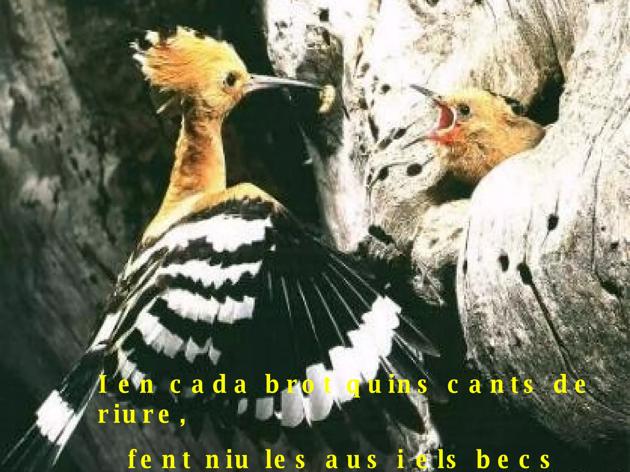 Les Fulles Seques | PPT | Free Download