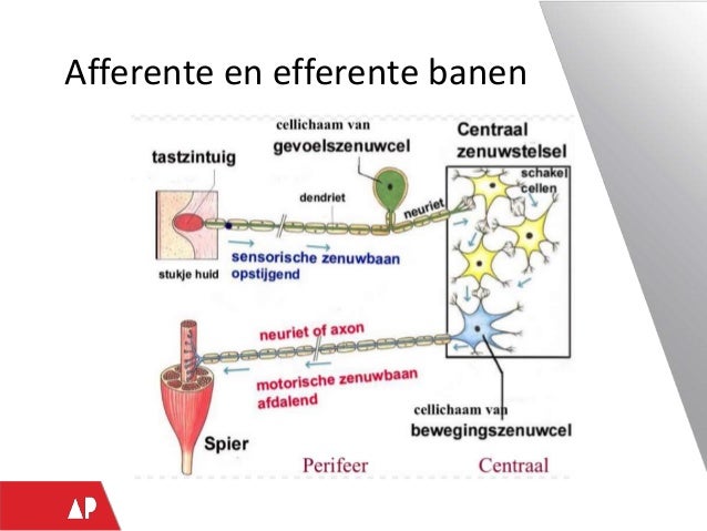 Les 1 neurowetenschappen