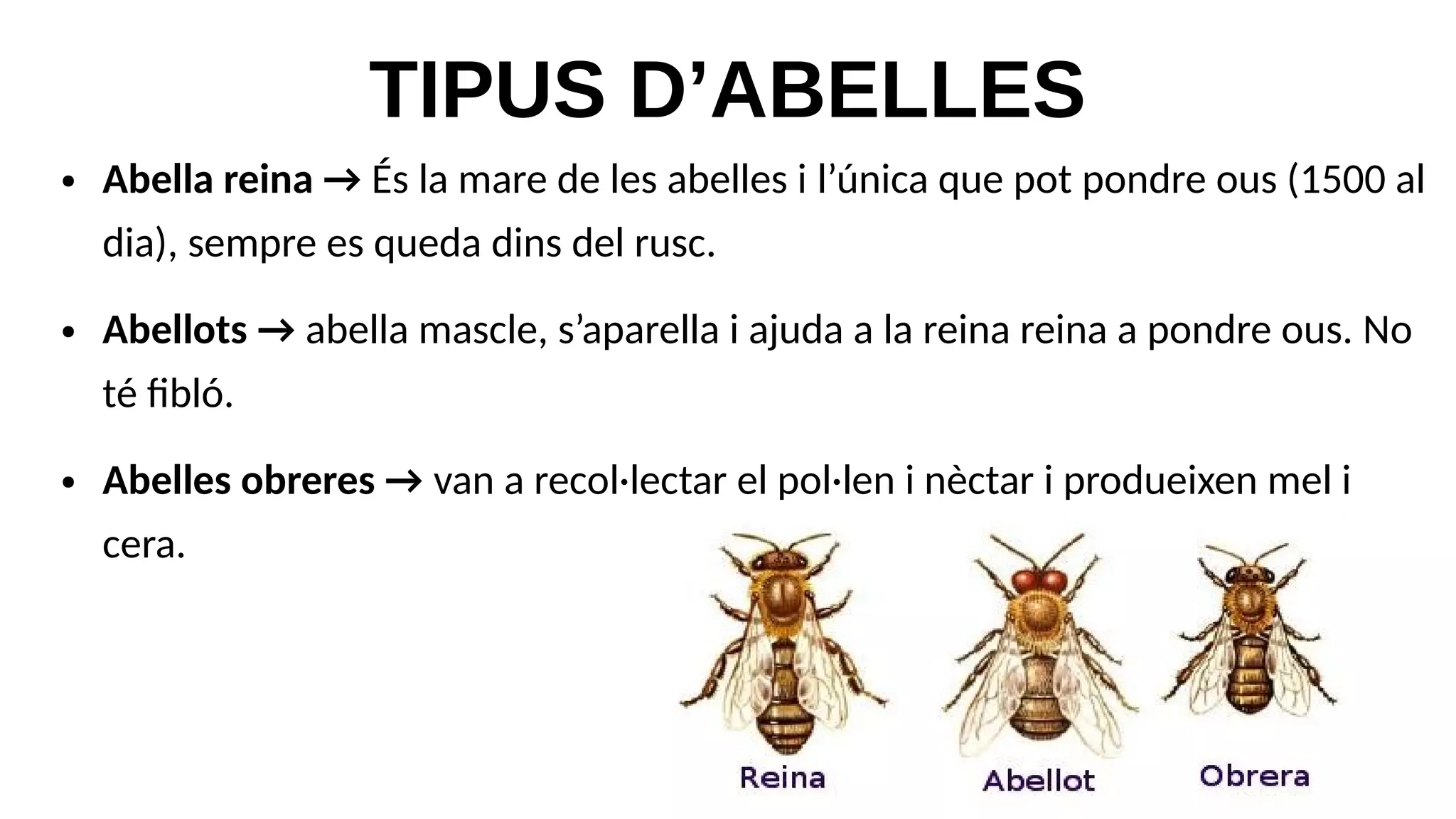 LES ABELLES projecte.pdf