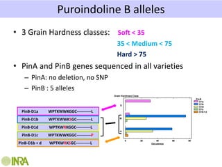 Effects of HMW- & LMW-glutenins and grain hardness on size of wheat ...