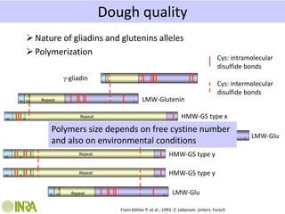 Effects of HMW- & LMW-glutenins and grain hardness on size of wheat ...