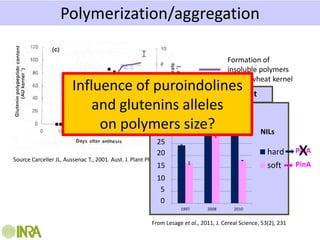 Effects of HMW- & LMW-glutenins and grain hardness on size of wheat ...