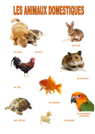 Les animaux domestiques | PDF