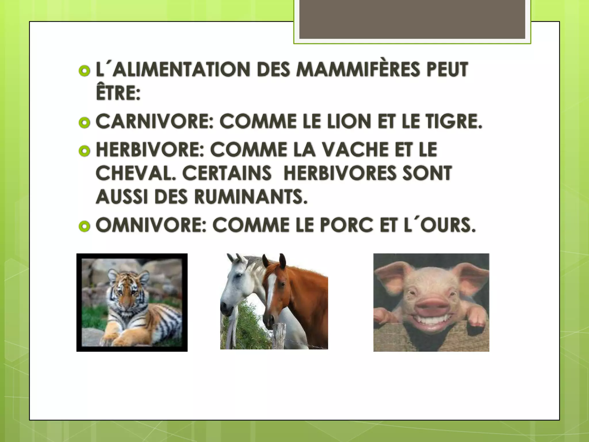 Les animaux vertebrés. marta legido 5ºb | PPTX