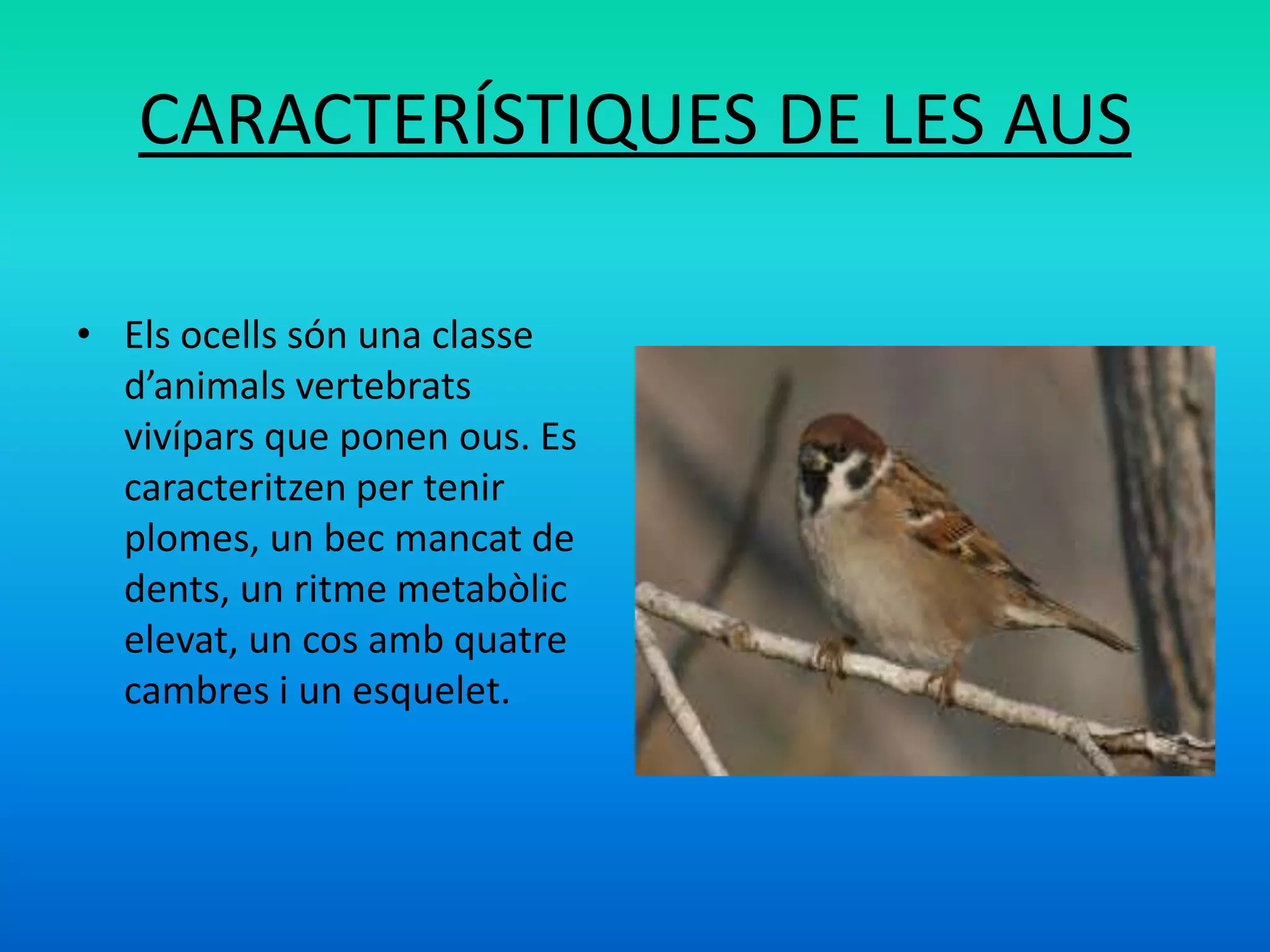 Les aus | PPTX