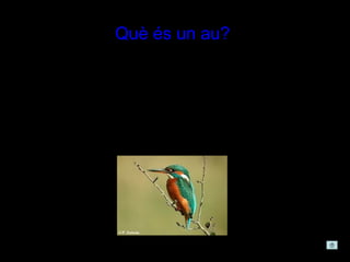Les aus | PPT