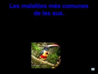 Les aus | PPT