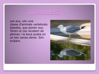 Les aus (els ocells) | PPTX