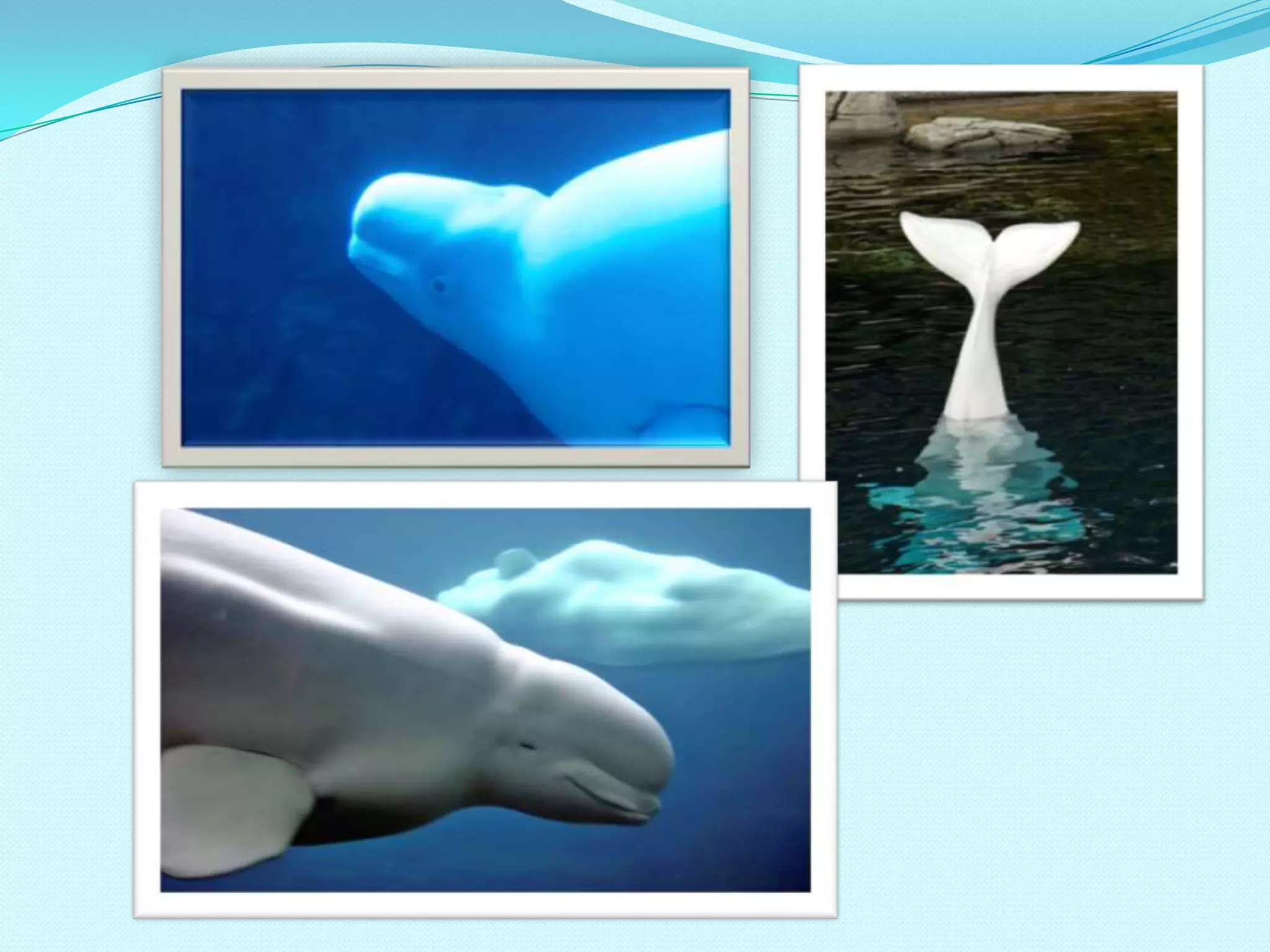 Les balenes 2012 | PPSX