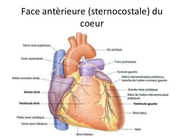Les caracteristiques externes du coeur