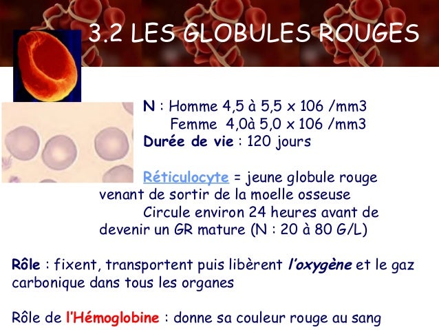 Les cellules sanguines