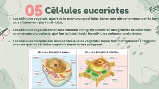 LES CÈL·LULES.pdf